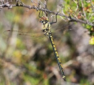 Stories from the Urban Bush Telegraph - Urban Bushland Council WA