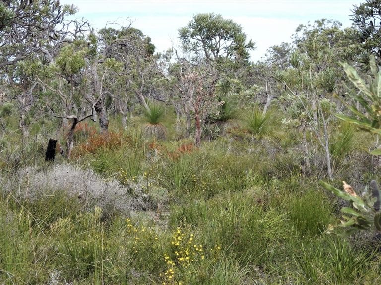 Walk in Landsdale Conservation Park: after the prescribed burn - Urban ...