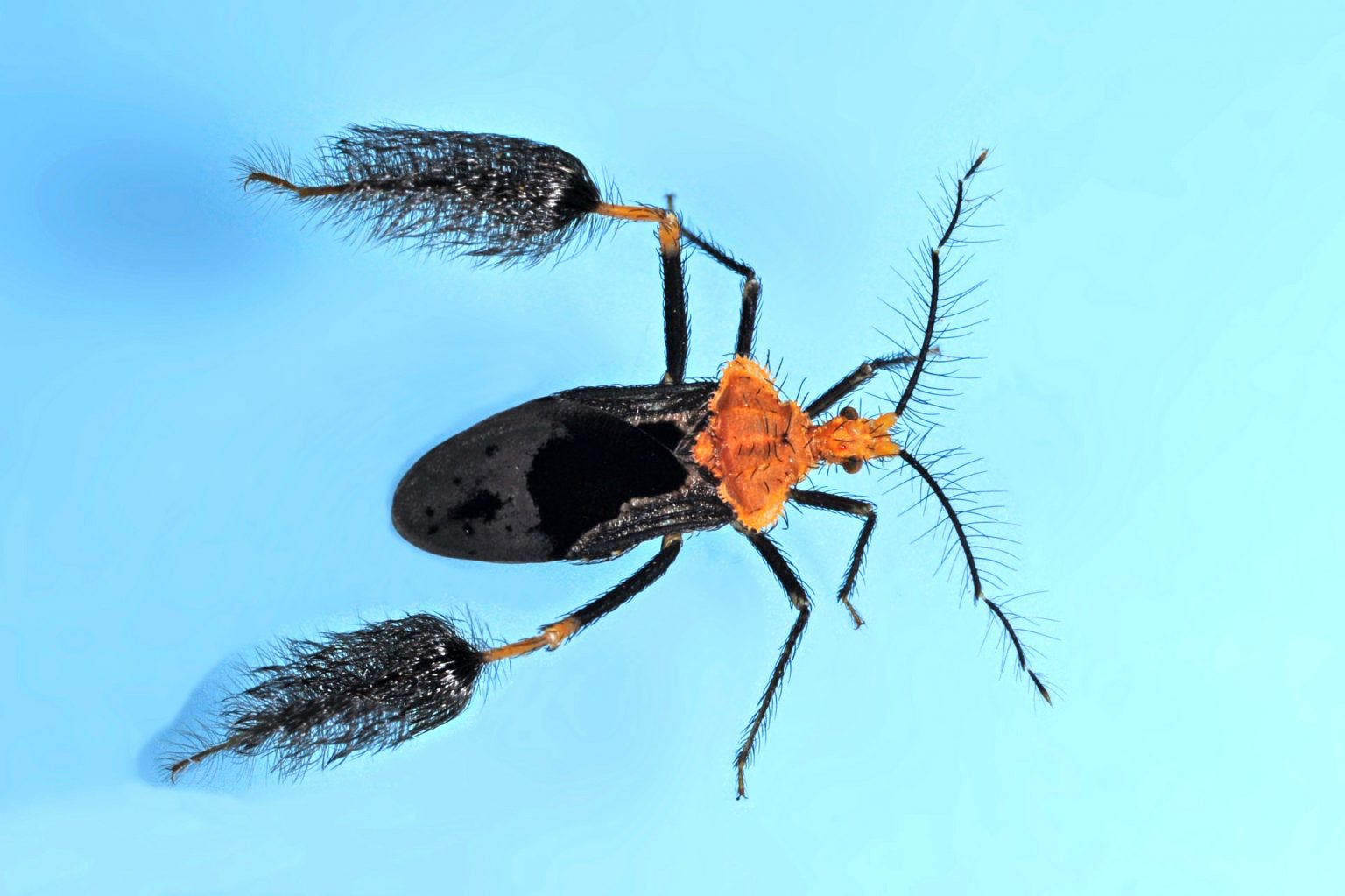 Putting insects to work in your bushland - Urban Bushland Council WA