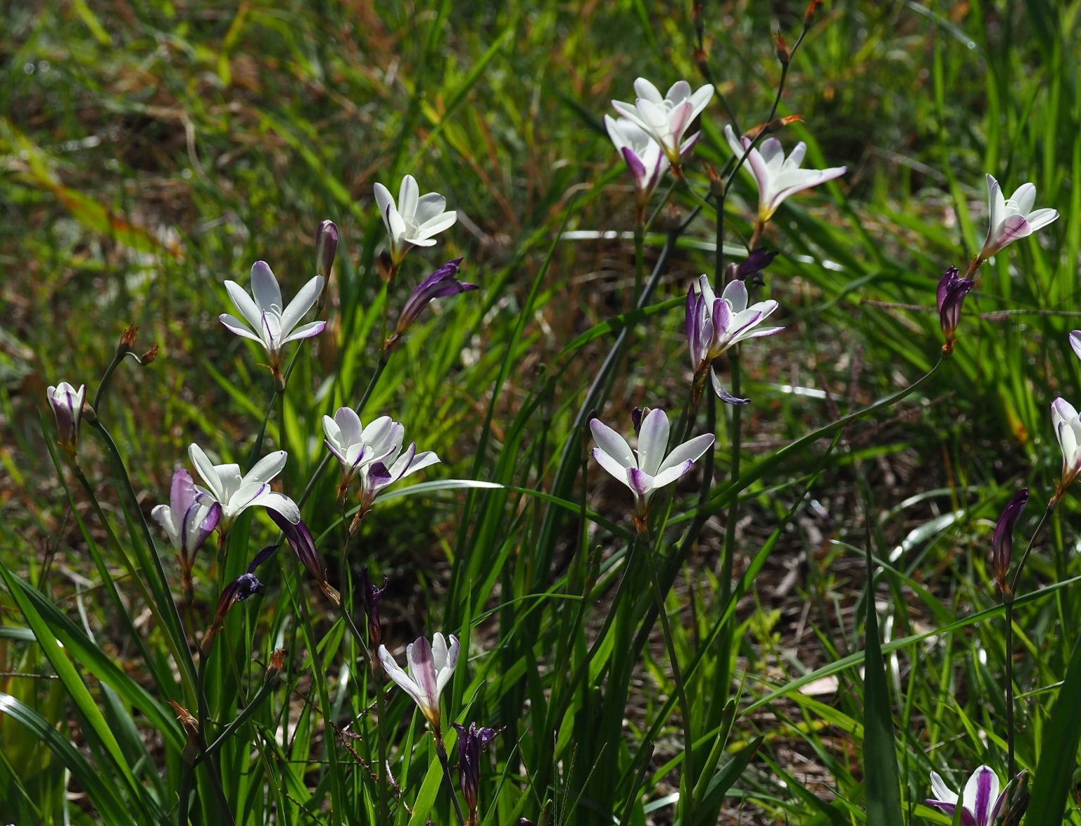 Sparaxis bulbifera - Urban Bushland Council WA