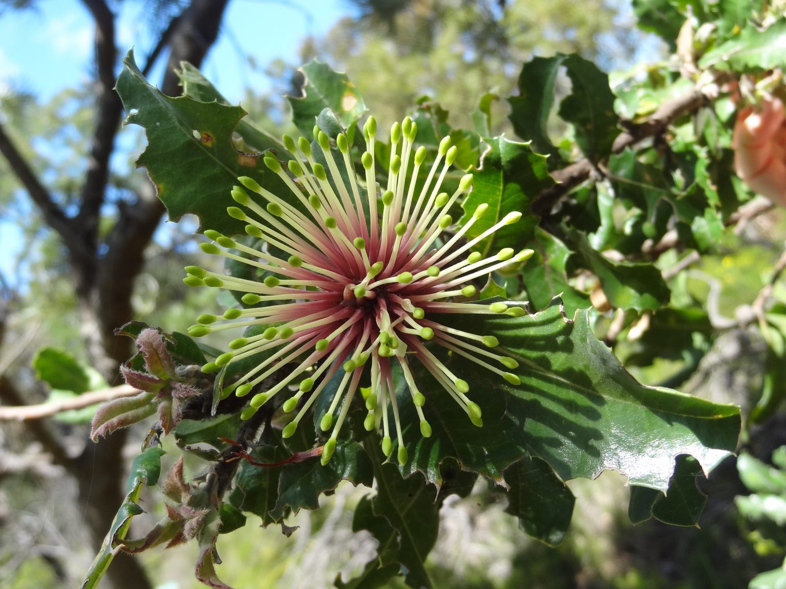 Urban Bushland Council WA