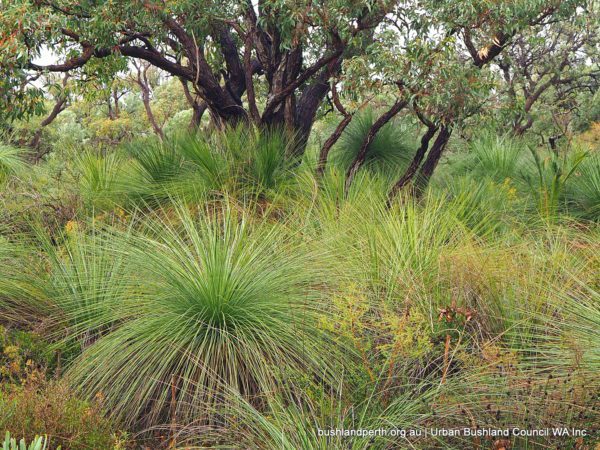 Wildflower Walk in Cottonwood Bushland - Urban Bushland Council WA