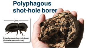 What are POLYPHAGOUS SHOT HOLE BORERS?
