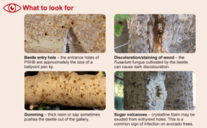 What are POLYPHAGOUS SHOT HOLE BORERS?