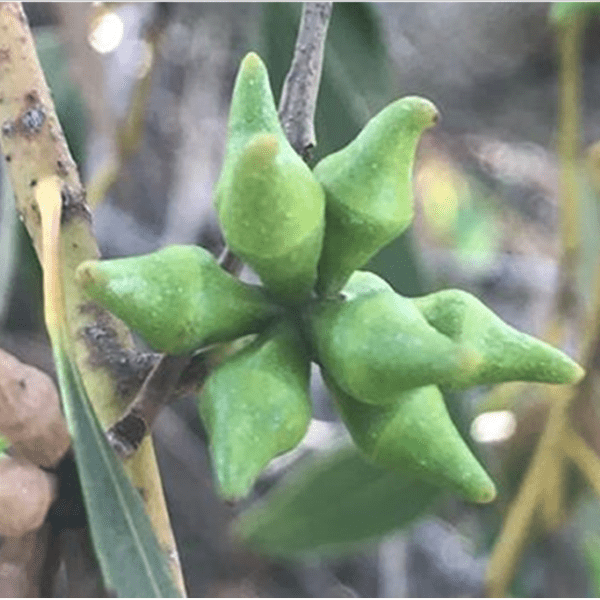 Limestone Karst Ecosystems and Honeymyrtle Shrubland