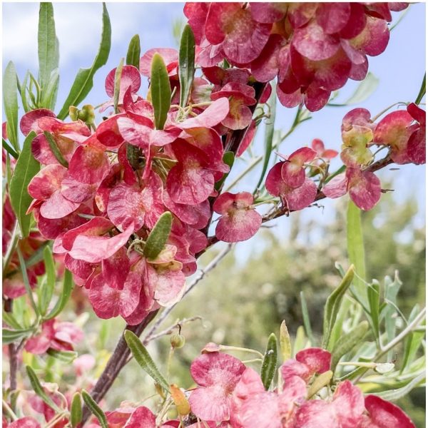 Limestone Karst Ecosystems and Honeymyrtle Shrubland