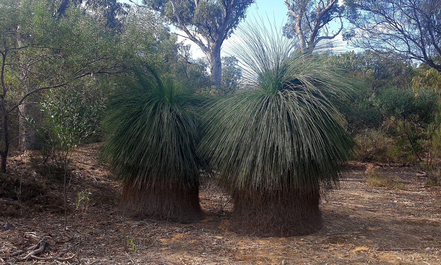 Rockingham Lakes Regional Park - Urban Bushland Council WA
