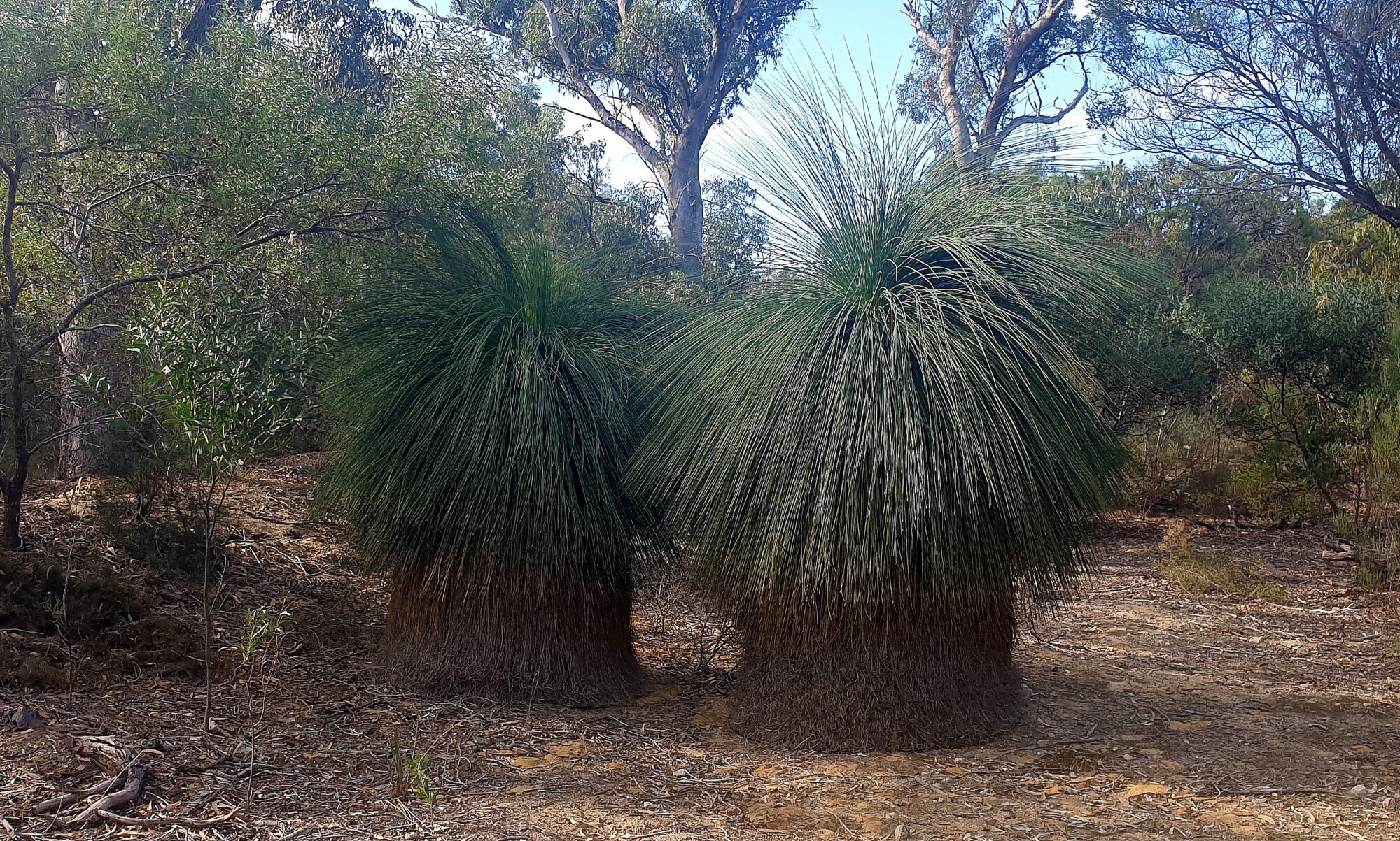 Craigie Bushland Urban Bushland Council Wa