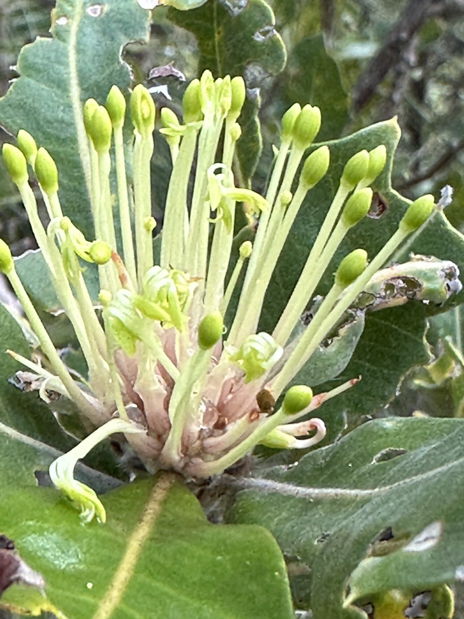 Protecting the Vines Bushlands