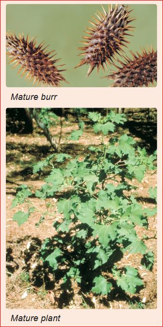 Noogoora Burr - Urban Bushland Council WA