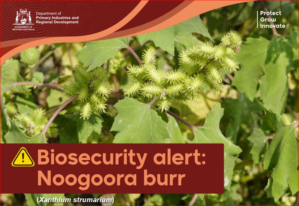 Noogoora Burr - Urban Bushland Council WA
